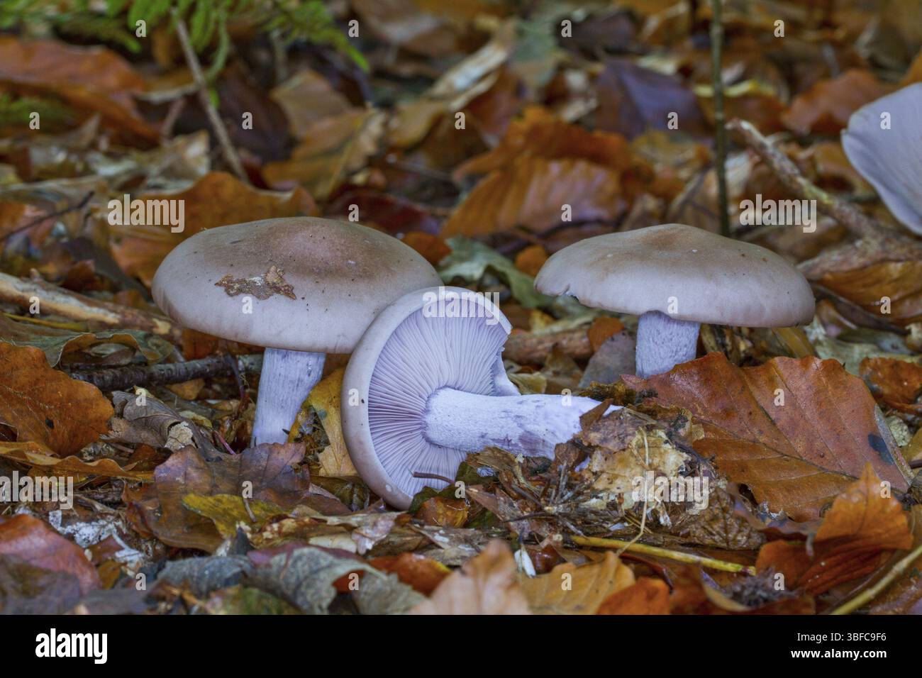 Lepista clitocybe nuda wood hi-res stock photography and images - Alamy