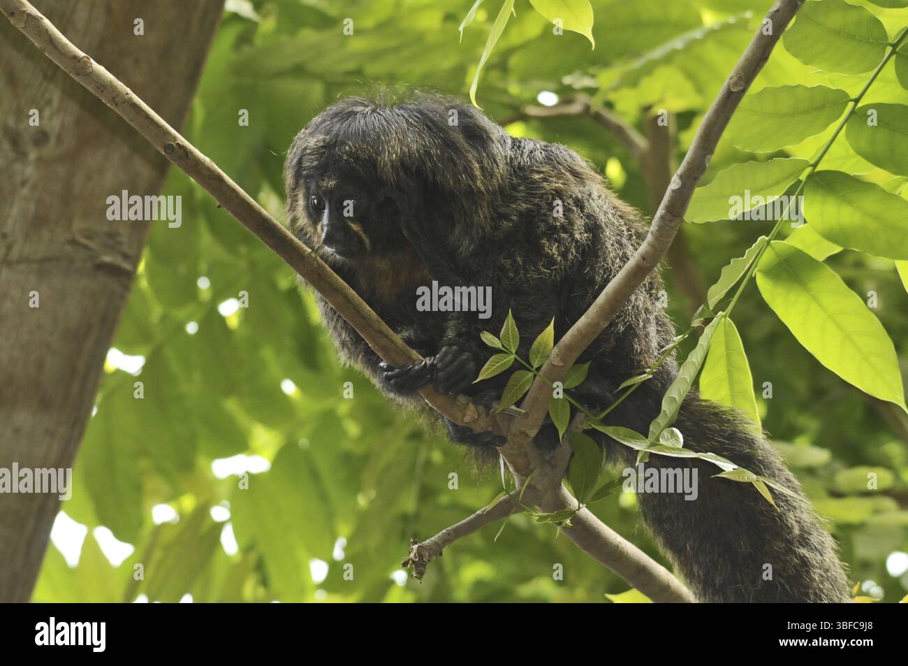 White-headed saki (Pithecia pithecia Stock Photo - Alamy