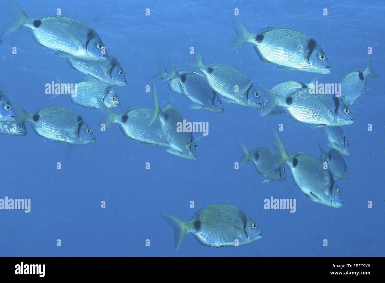 Two-banded seabream (Diplodus vulgaris Stock Photo - Alamy