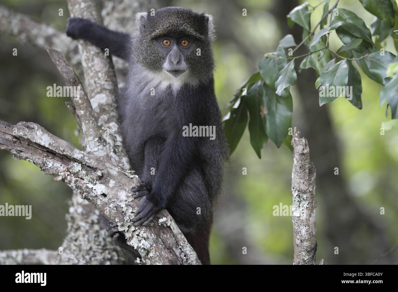 Cercopithecus mitis hi-res stock photography and images - Alamy