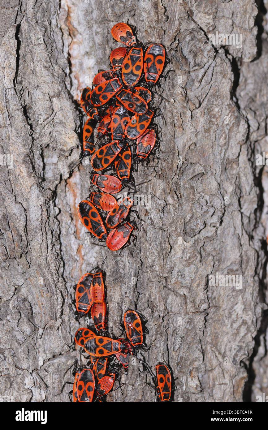 Common fire bug (Pyrrhocoris apterus Stock Photo - Alamy