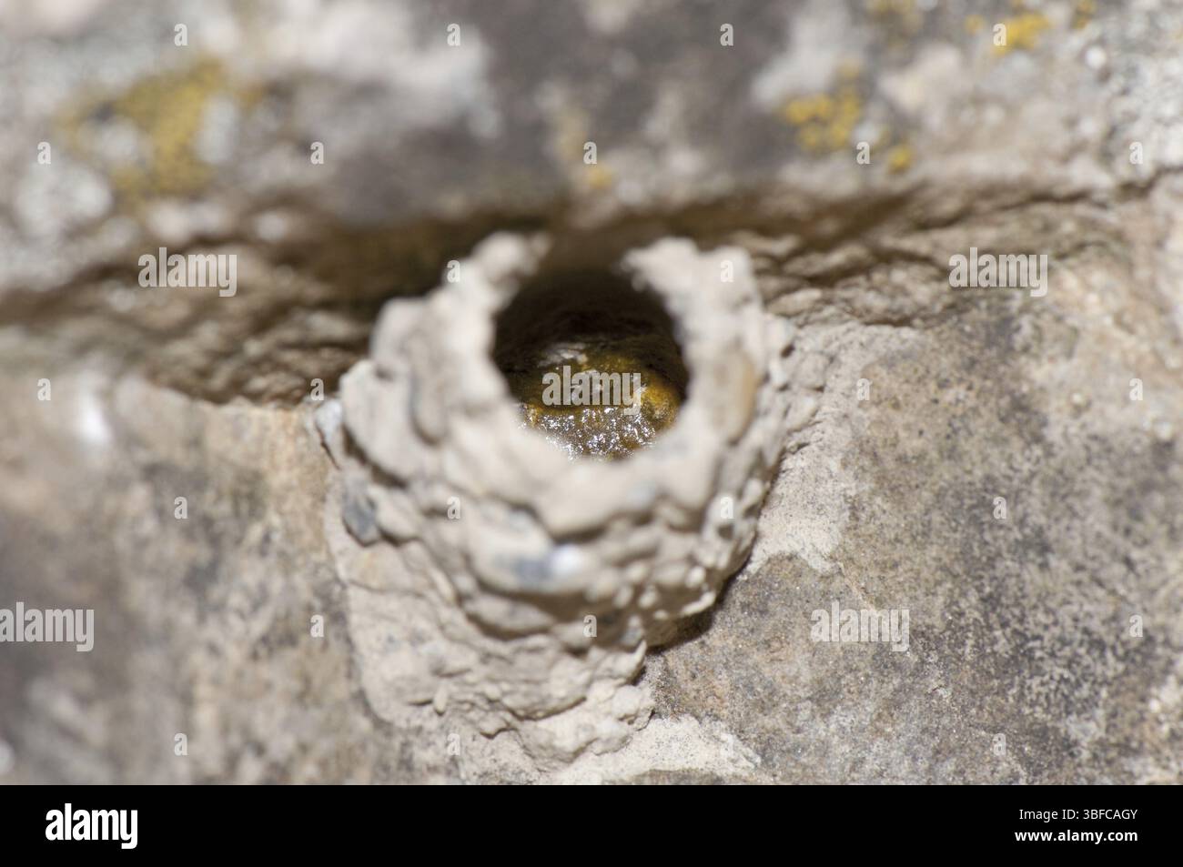 Mortar bee (wall bee, mason bee, mortar bee Stock Photo - Alamy