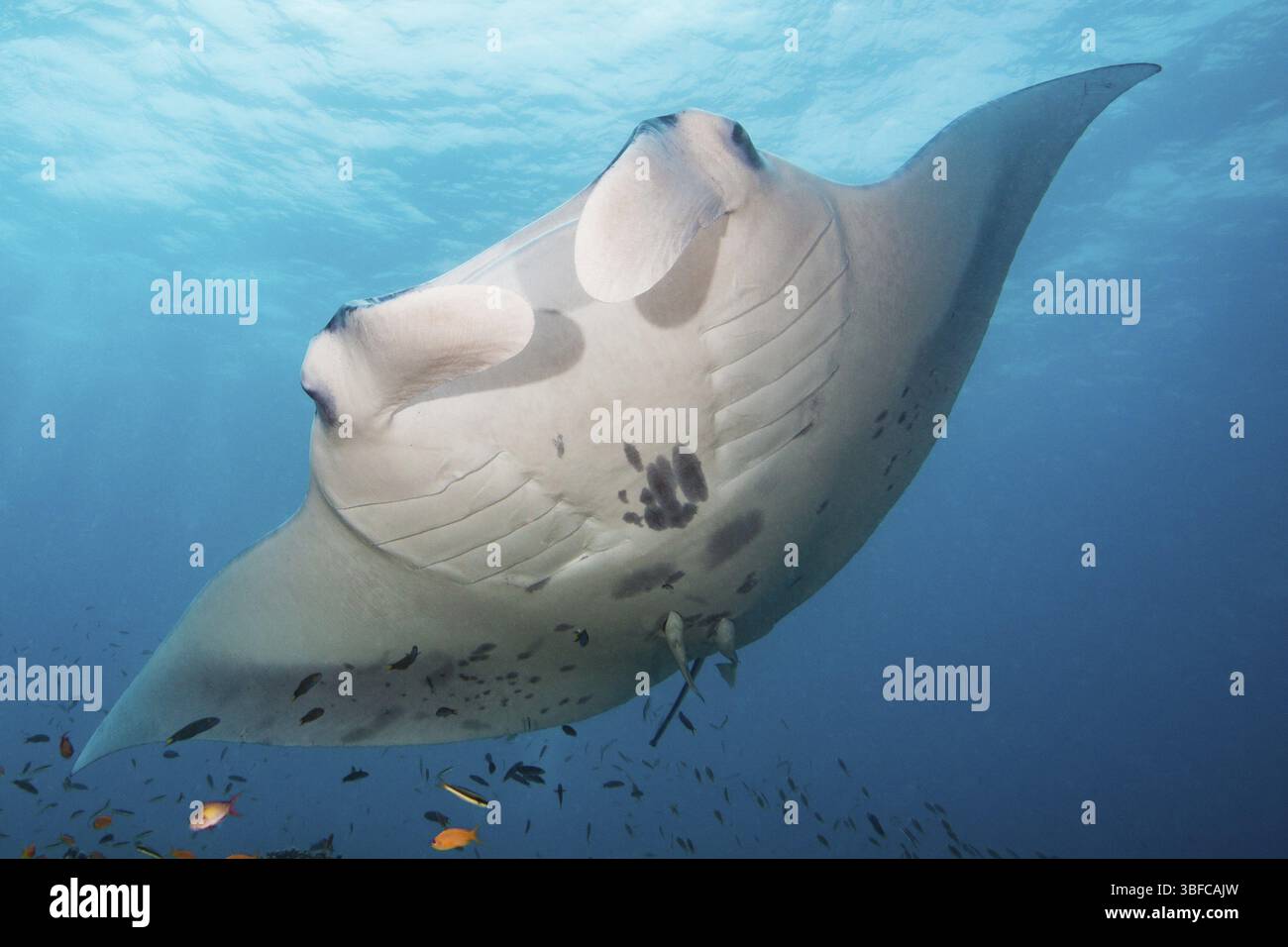 Devil ray (Mobula mobular Stock Photo - Alamy
