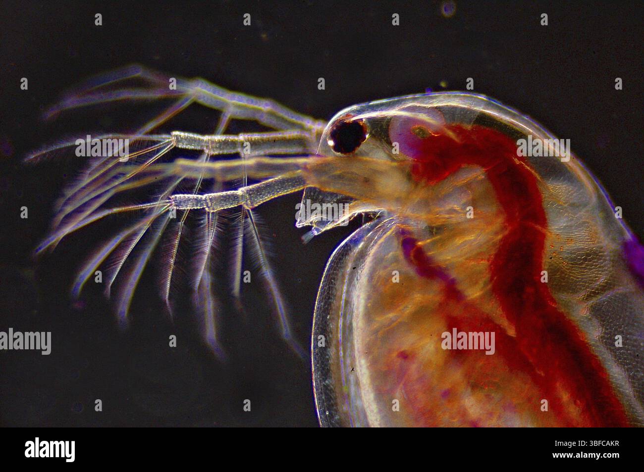 Water flea (Daphnia Stock Photo - Alamy