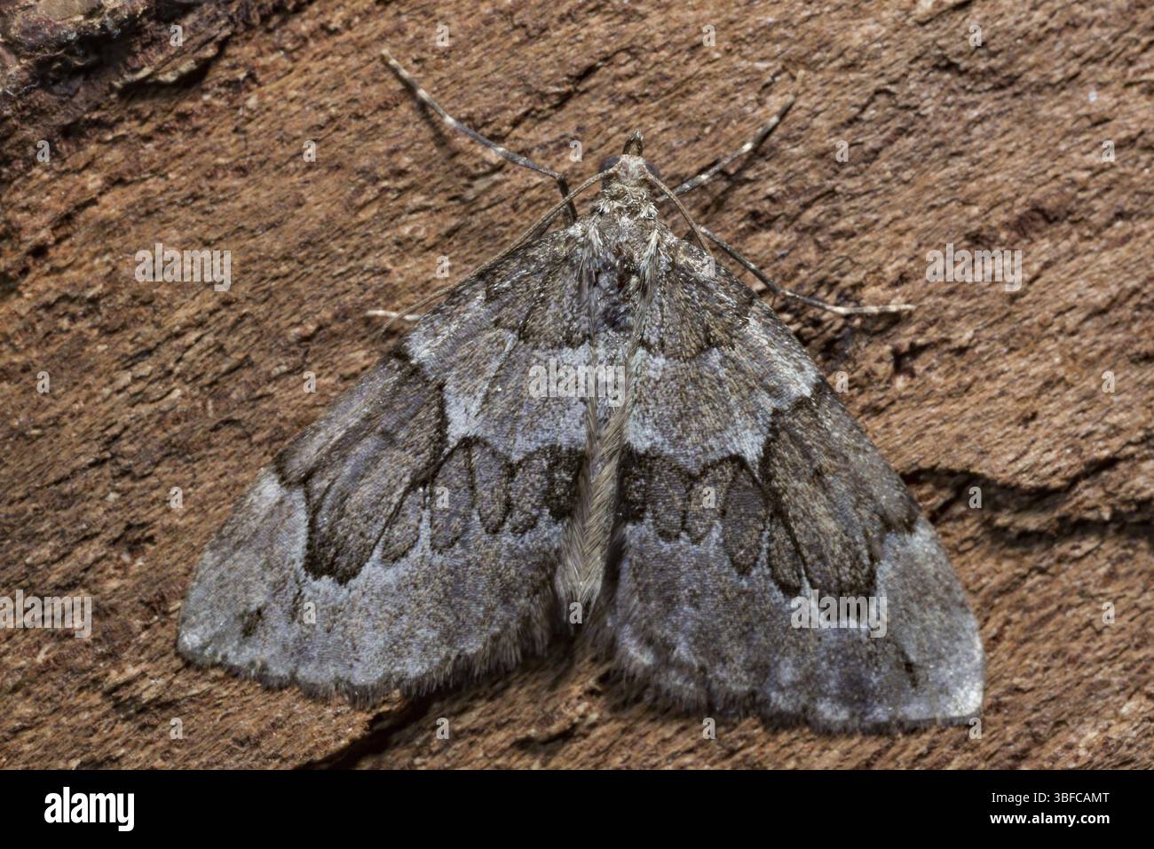 Juniper butterfly hi-res stock photography and images - Alamy