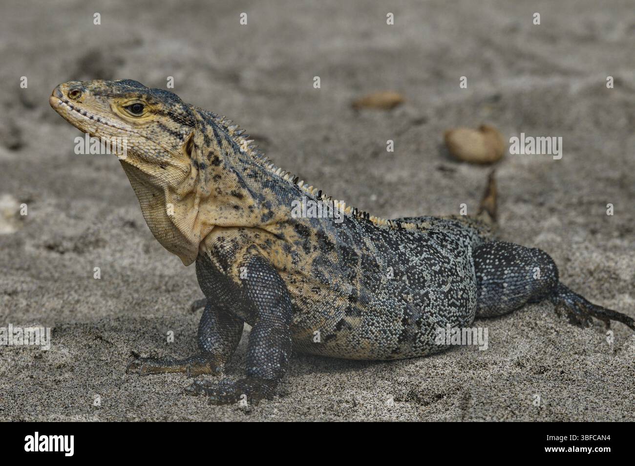 Iguana house hi-res stock photography and images - Alamy