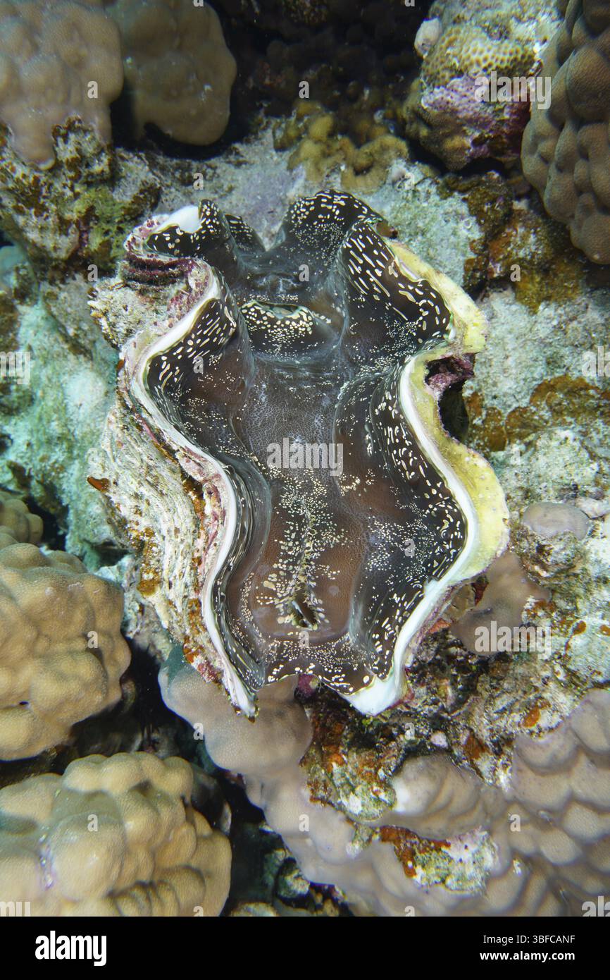 Common giant clam maxima hi-res stock photography and images - Alamy