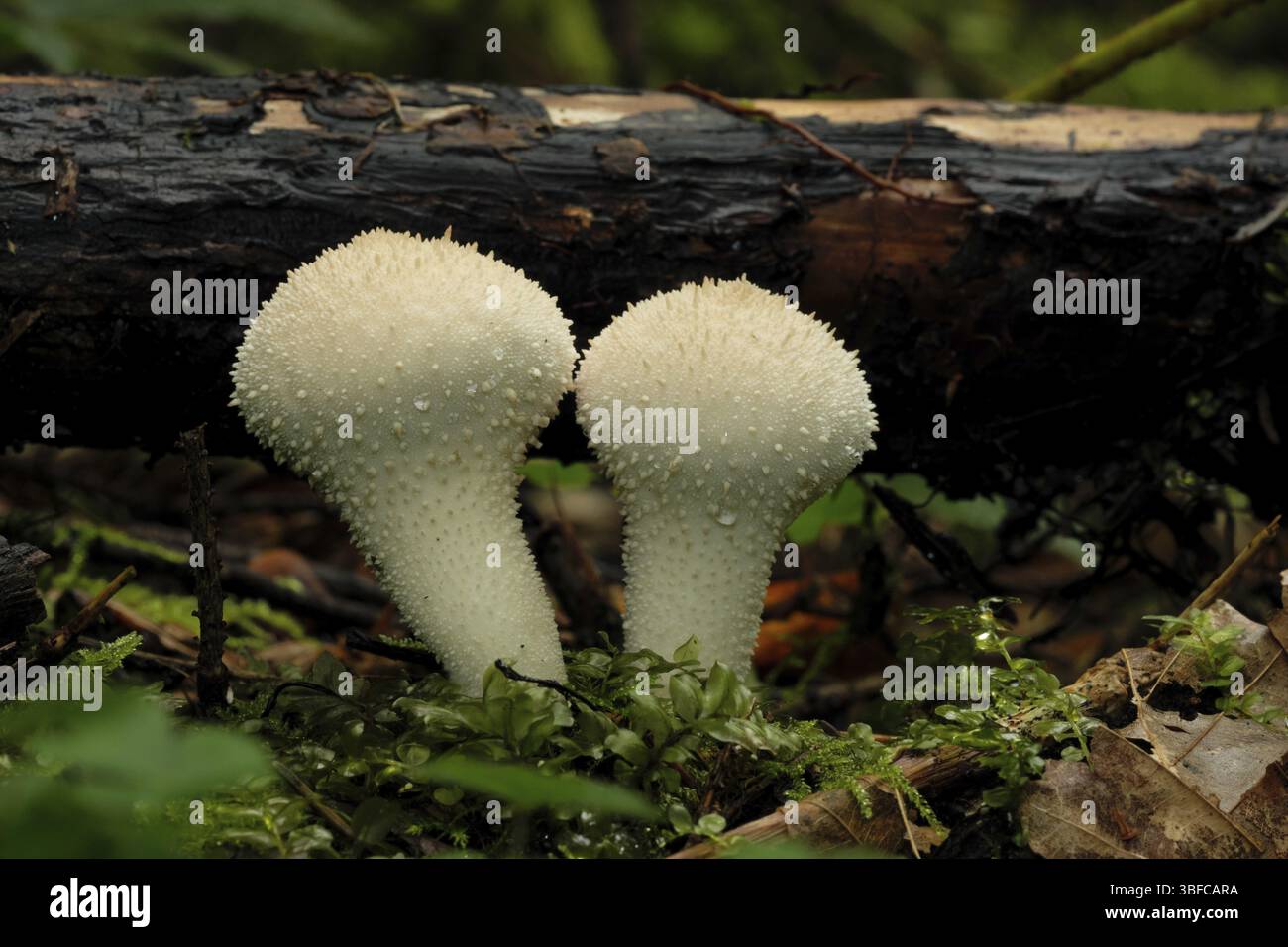 Bottle dust fungus (Lycoperdon perlatum Stock Photo - Alamy