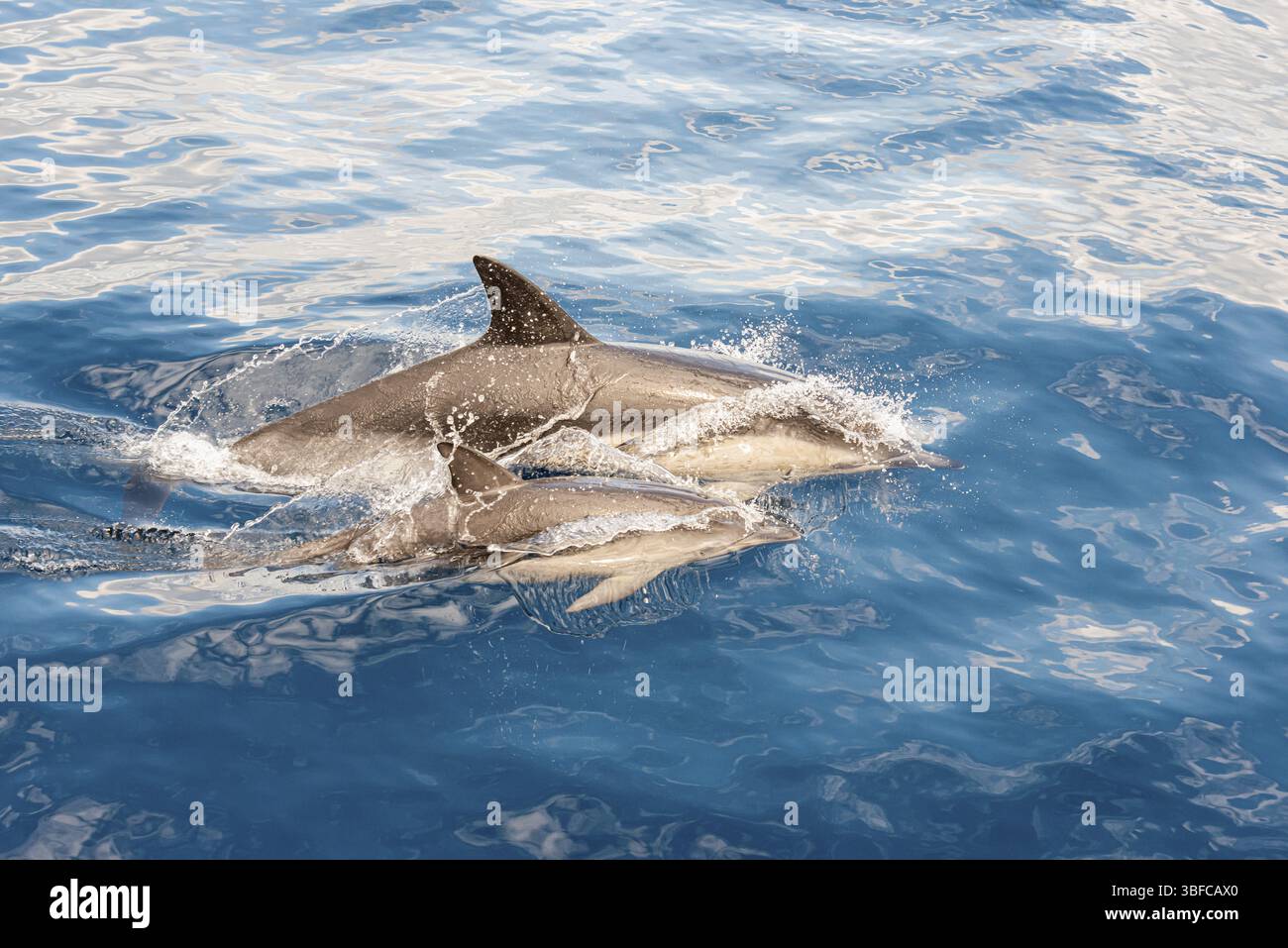 Dolphin family (Delphinidae Stock Photo - Alamy