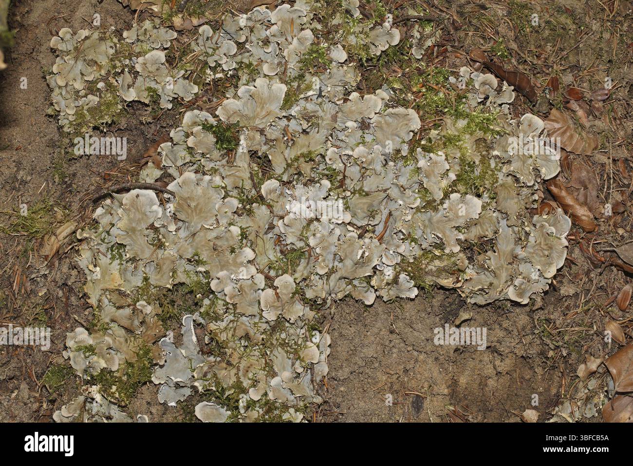 Scaly dog lichen (Peltigera praetextata Stock Photo - Alamy