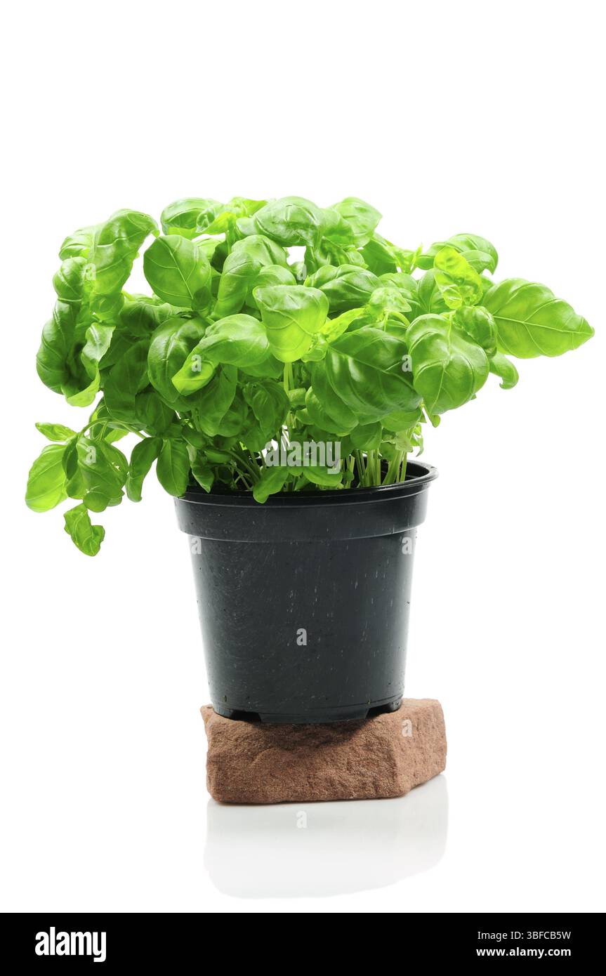 Basil ocimum flower Cut Out Stock Images & Pictures - Alamy