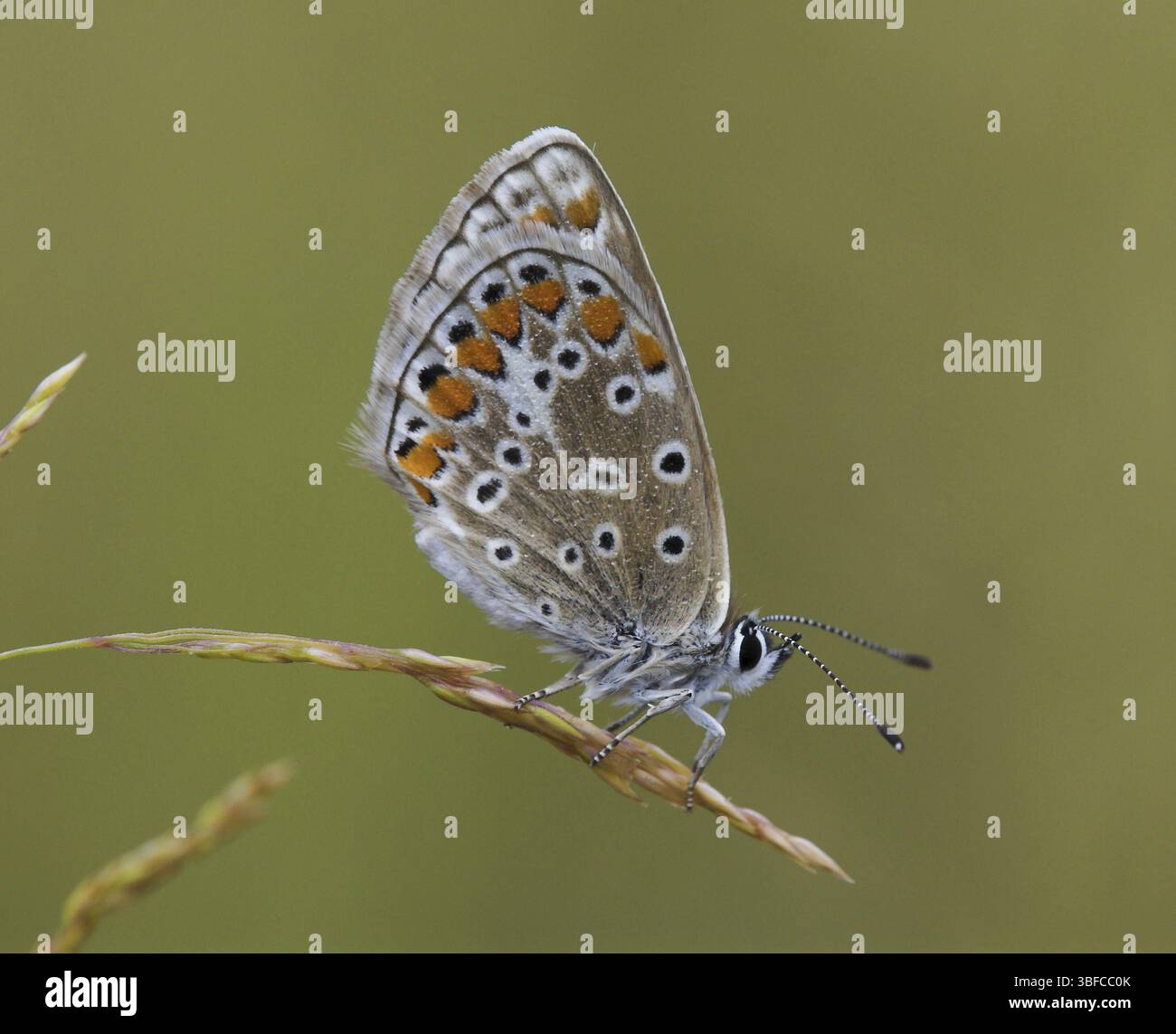 Blue hackle blue (Polyommatus icarus Stock Photo - Alamy