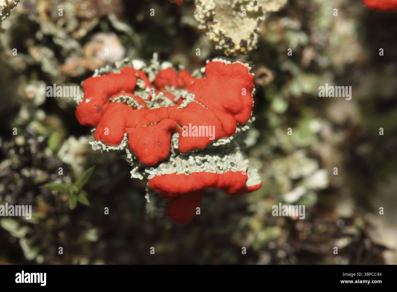 Scarlet cup lichen (Cladonia coccifera Stock Photo - Alamy