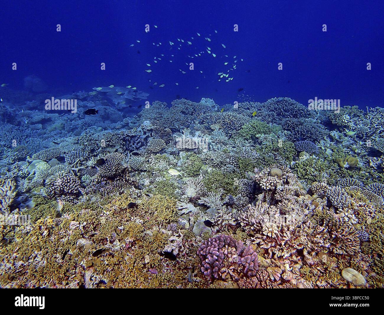 Coral reef, Maldives, Asia Stock Photo - Alamy