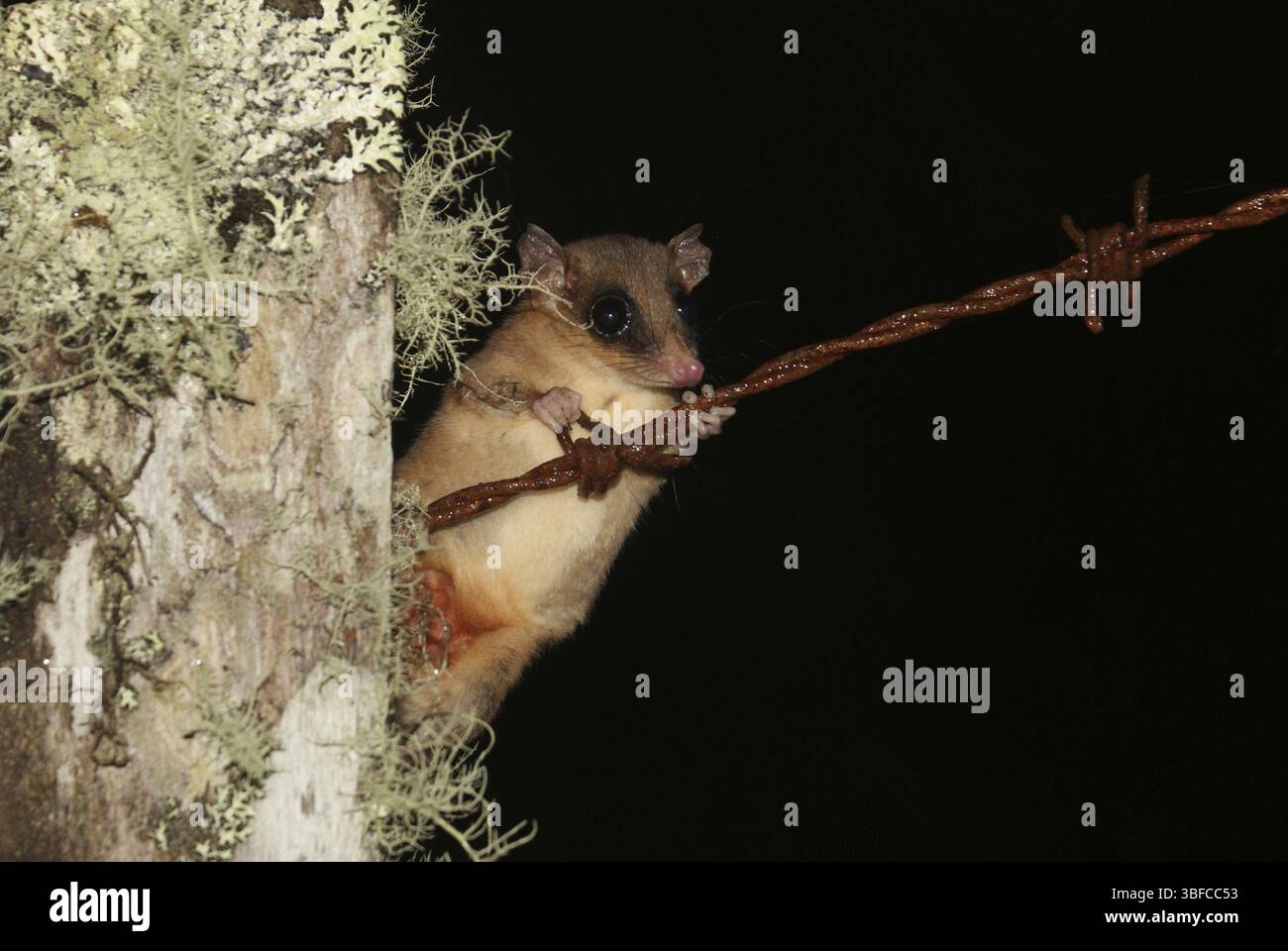 Marmosa mexicana hi-res stock photography and images - Alamy