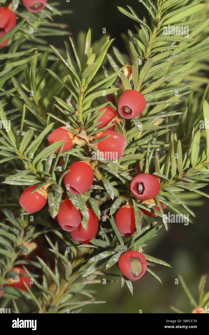 Taxus baccata plant red hi-res stock photography and images - Alamy
