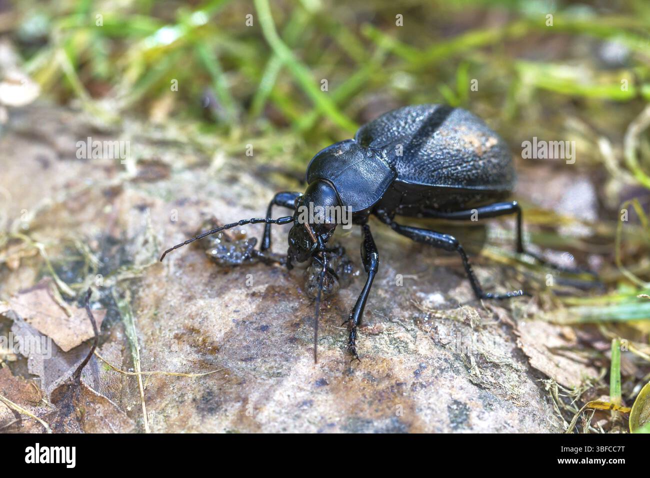 Leatherback ground beetle carabus coriaceus hi-res stock photography ...