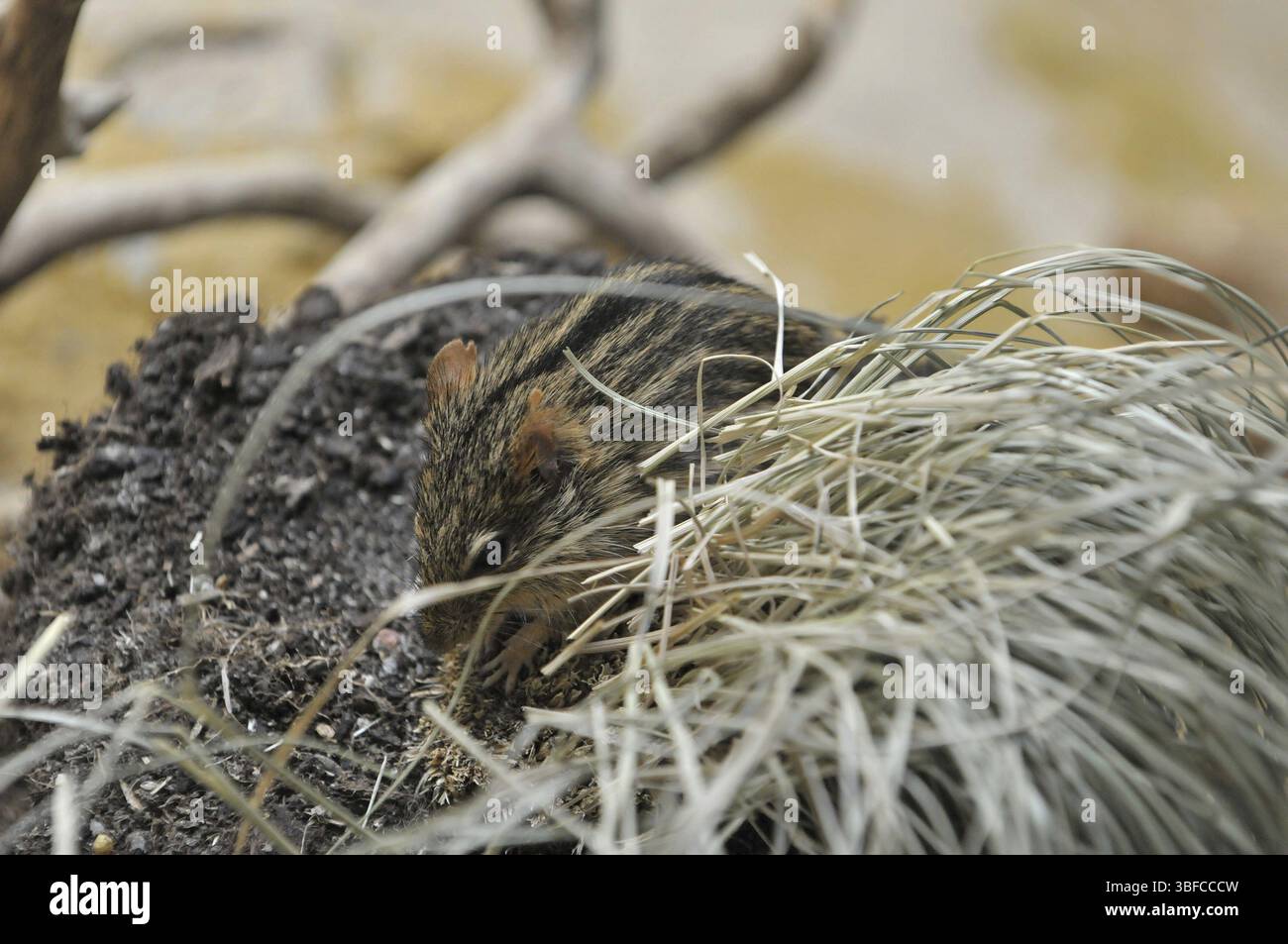 Mus barbarus hi-res stock photography and images - Alamy