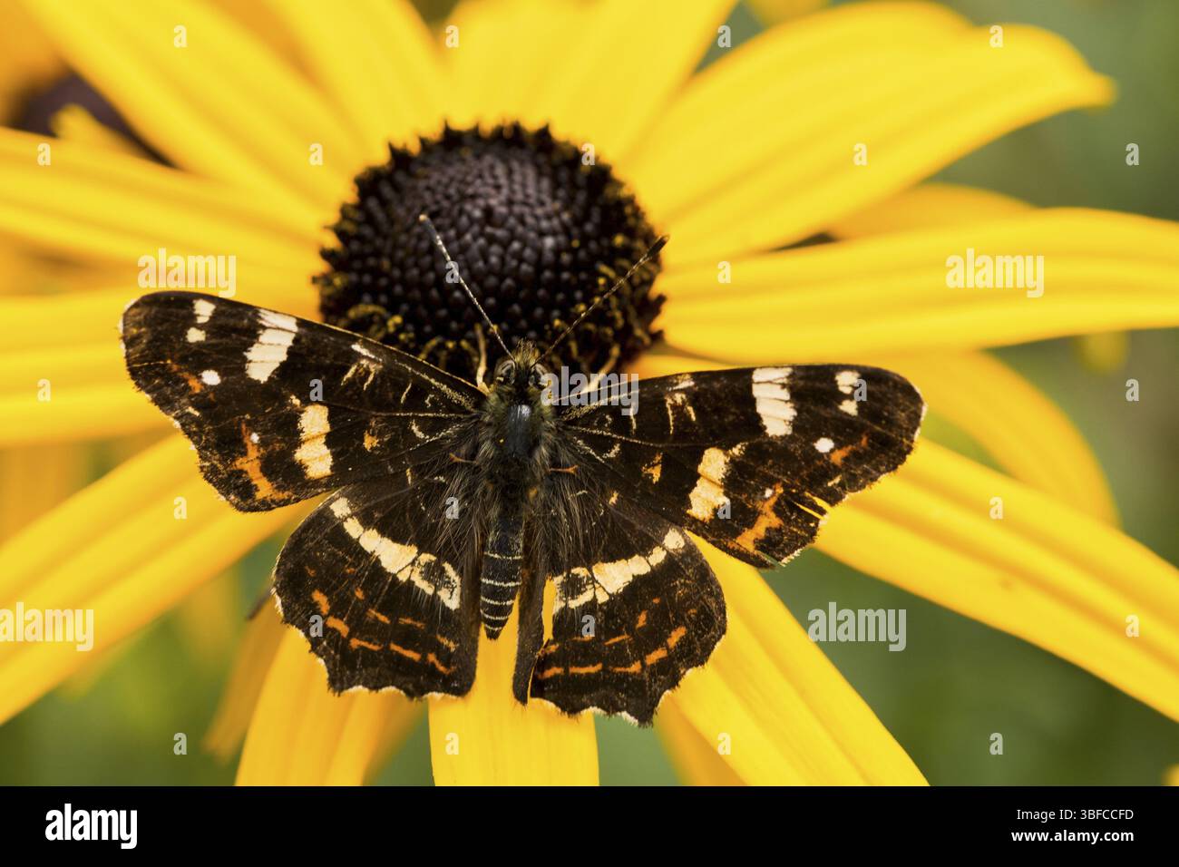 Map butterfly (Map butterfly Stock Photo - Alamy