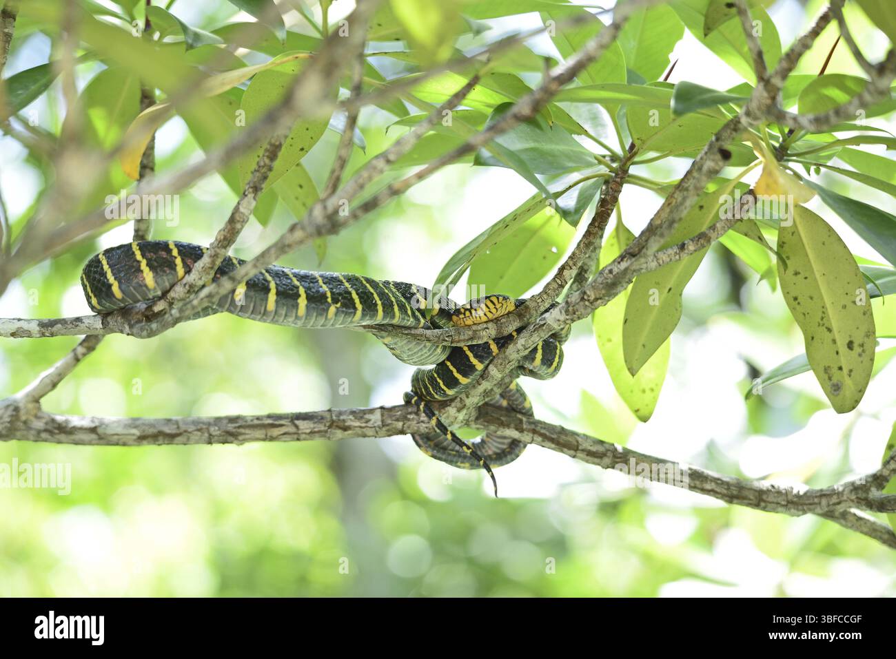 Mangrove night tree snake (Boiga dendrophila multicincta Stock Photo ...