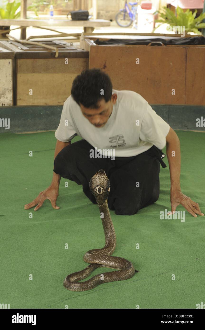 Snake tamer with cobra (Naja kaouthia Stock Photo - Alamy