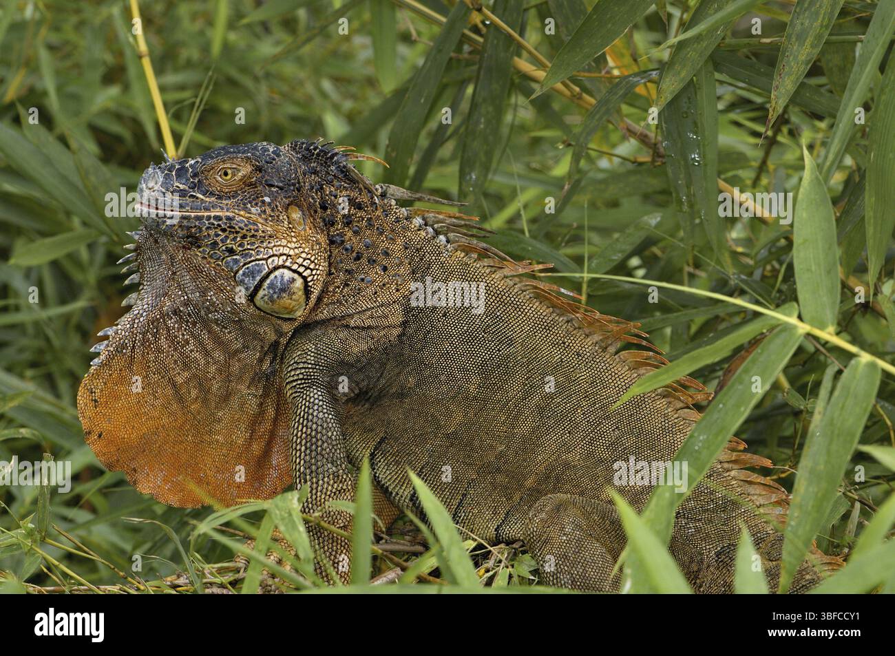 Green iguana (Iguana i. rhinolopha Stock Photo - Alamy