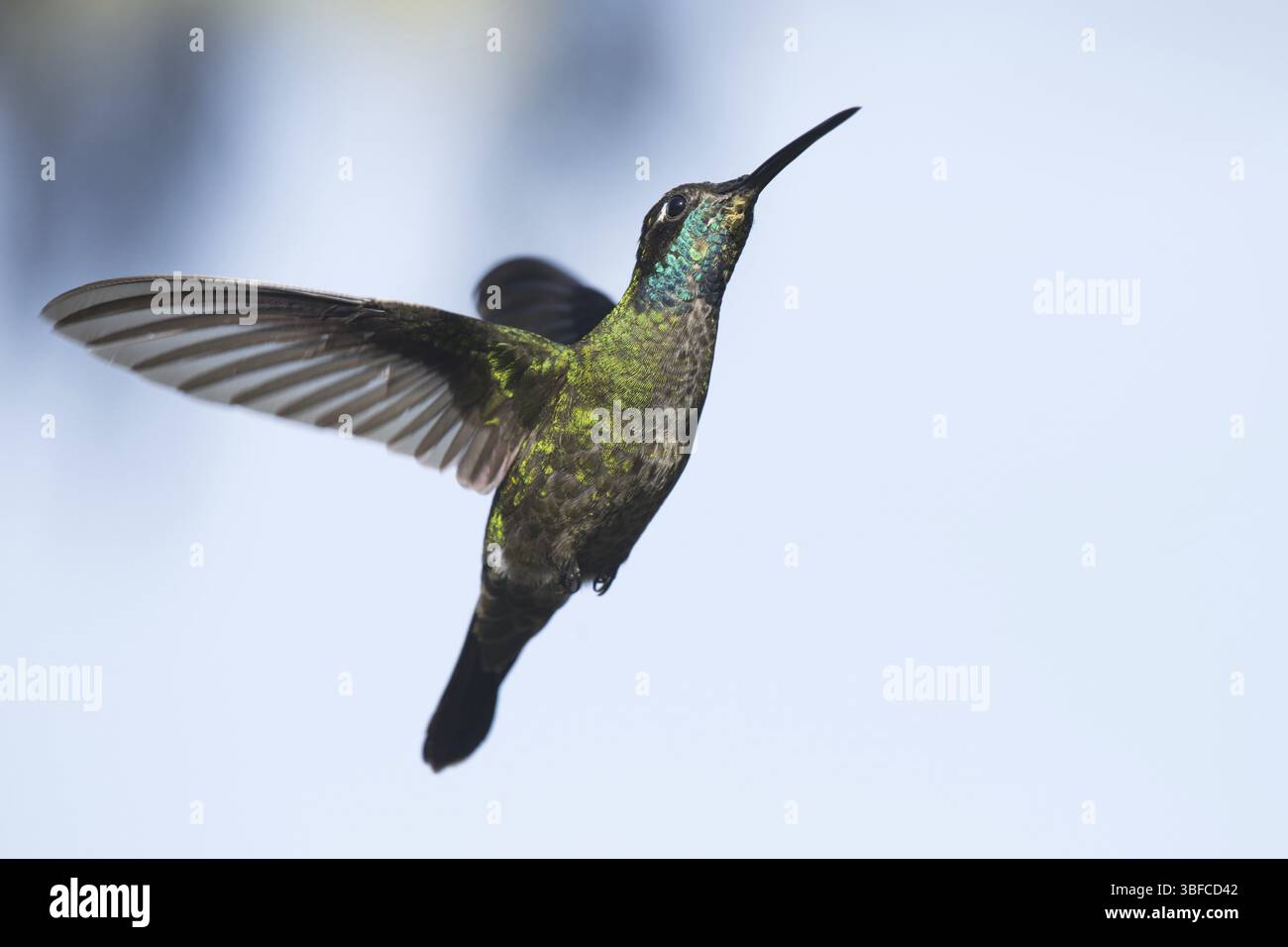 Small violet-eared hummingbird (Colibri thalassinus Stock Photo - Alamy