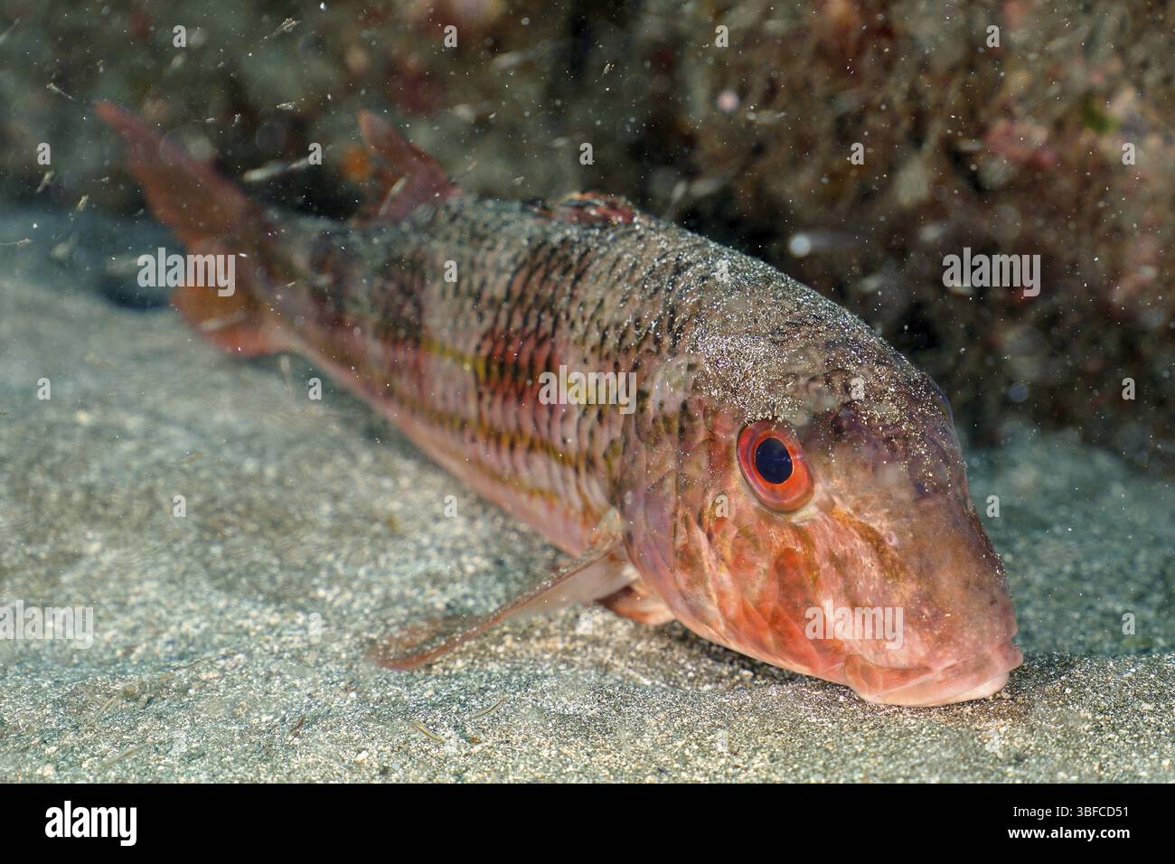 Striped barbel (Mullus surmuletus Stock Photo - Alamy