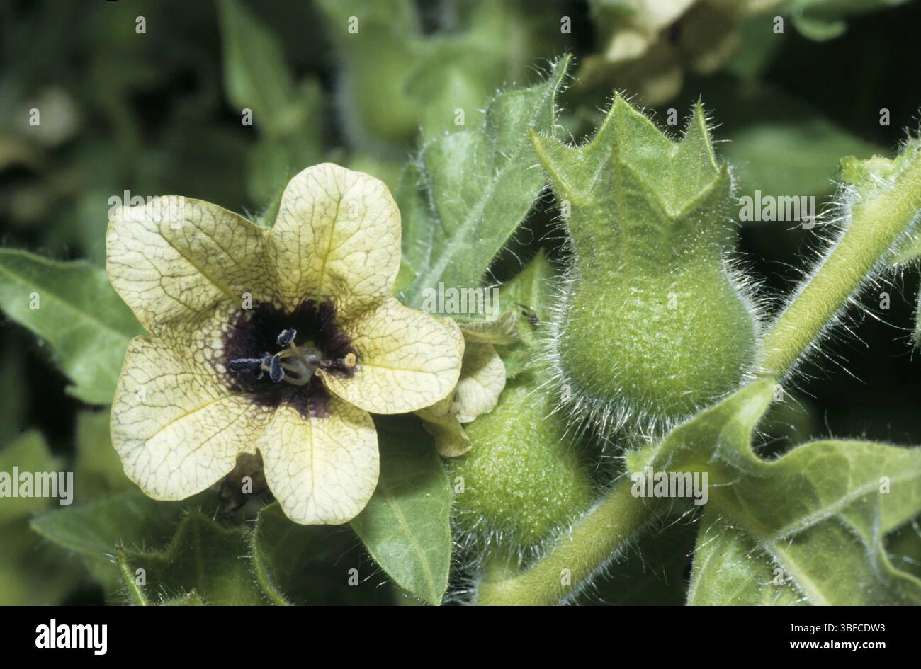 Black henbane (Hyoscyamus niger Stock Photo - Alamy