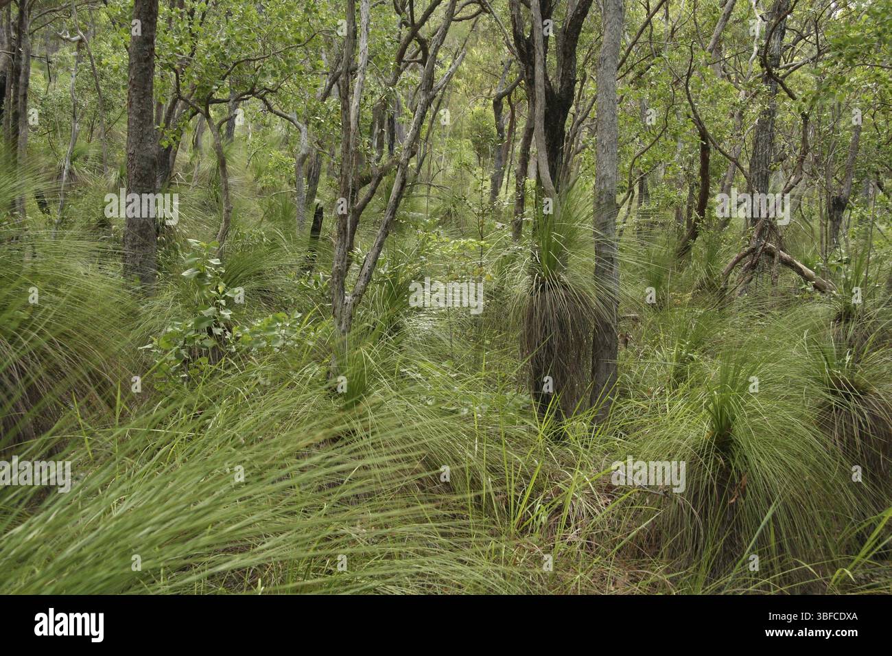 Grass tree forest (Xanthorrhoea australis Stock Photo - Alamy