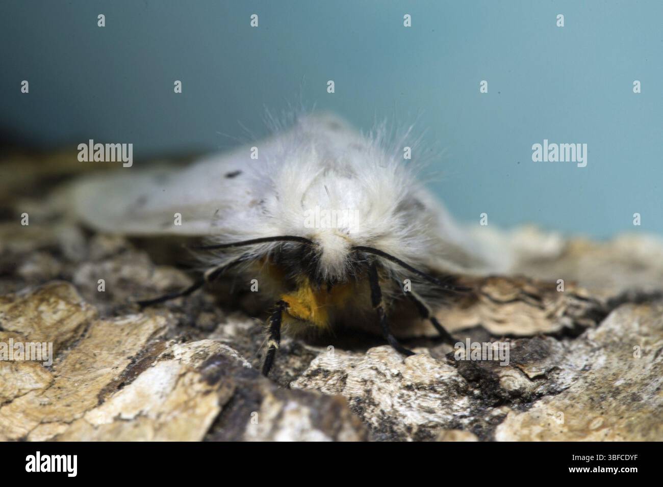 Grey spotted tardigrade (Diaphora mendica Stock Photo - Alamy