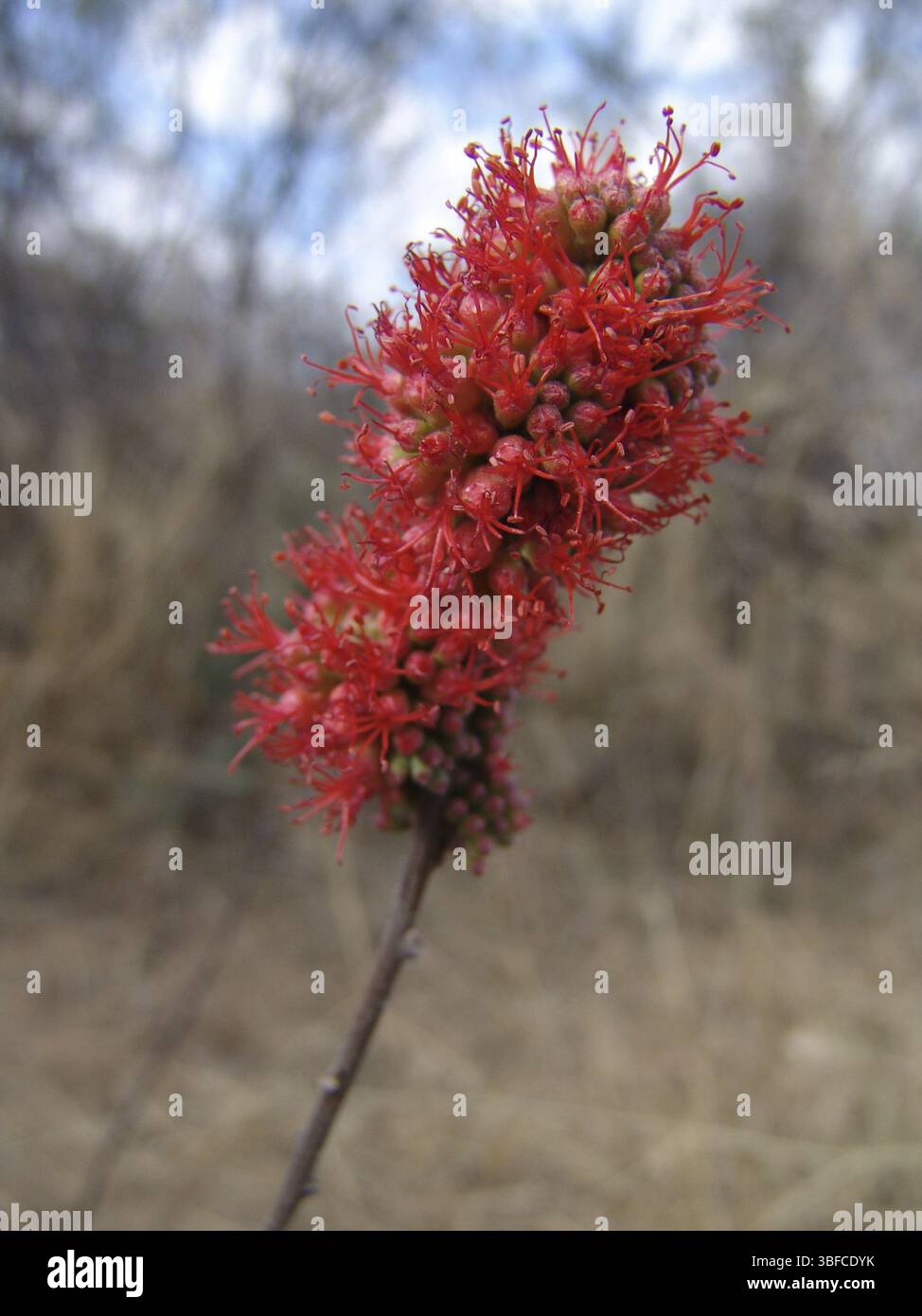 Combretum hi-res stock photography and images - Alamy