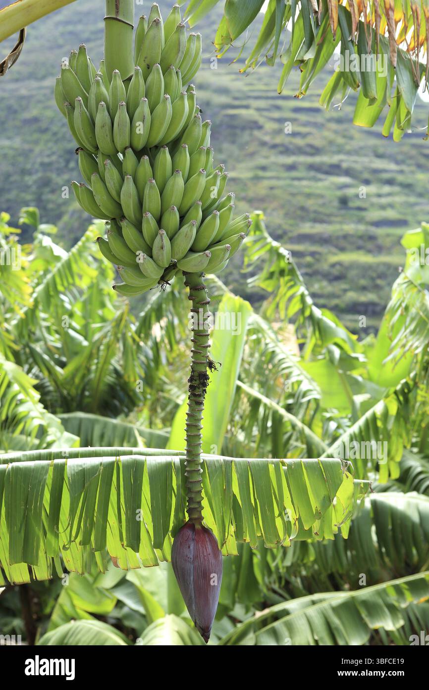 Banana plant with inflorescence (Musa Stock Photo - Alamy