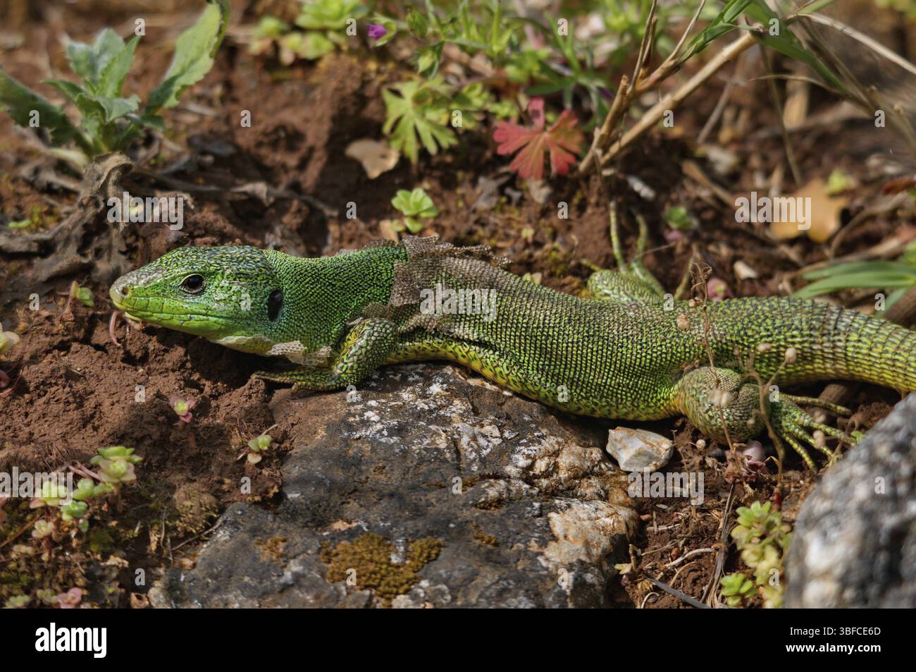 Giant emerald lizard, male (Lacerta trilineata major Stock Photo - Alamy