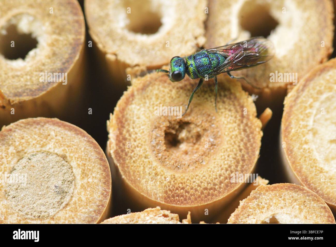 Blue-green gold wasp (Chrysis fulgida Stock Photo - Alamy