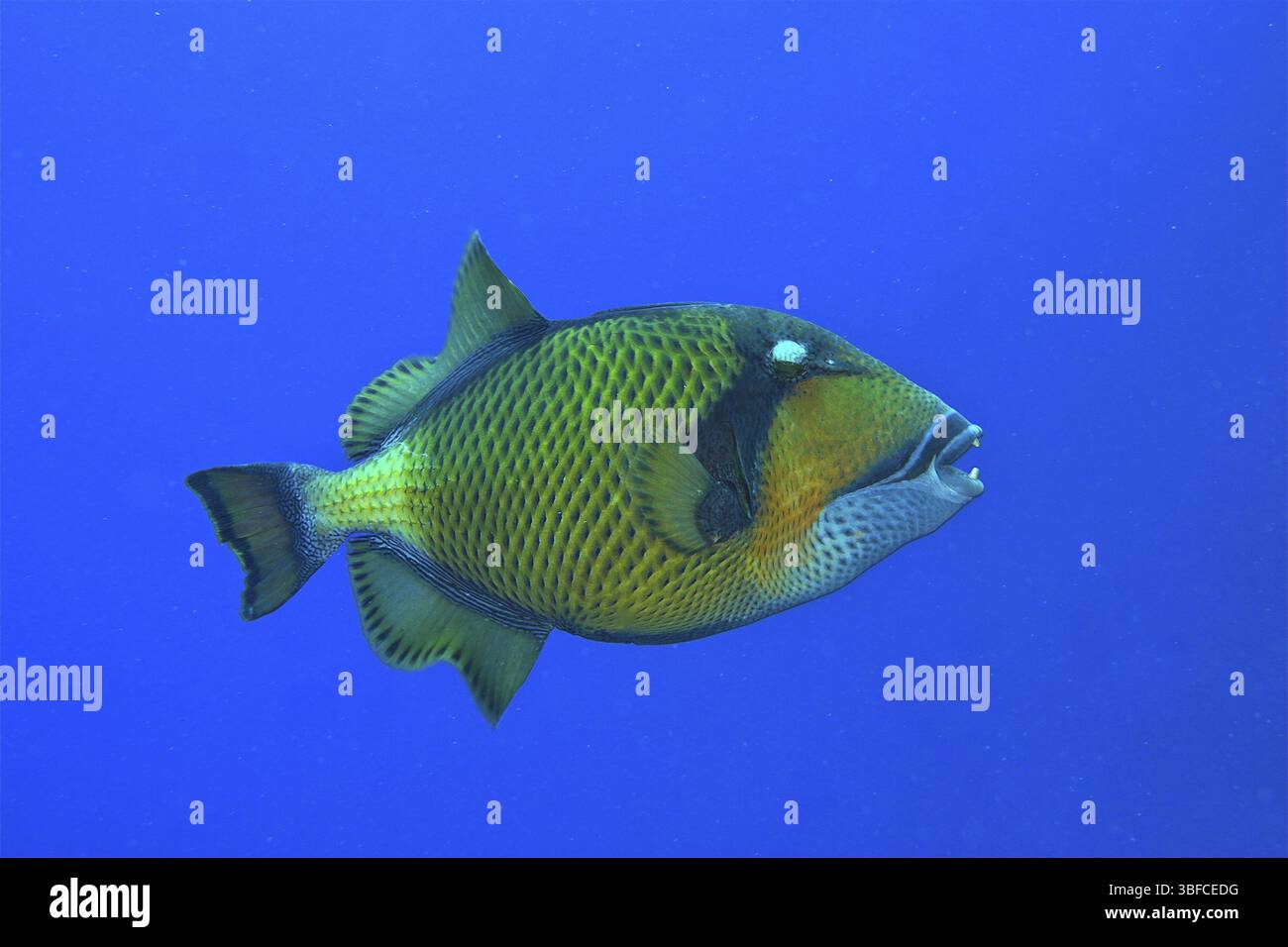 Giant triggerfish (Balistoides viridescens Stock Photo - Alamy