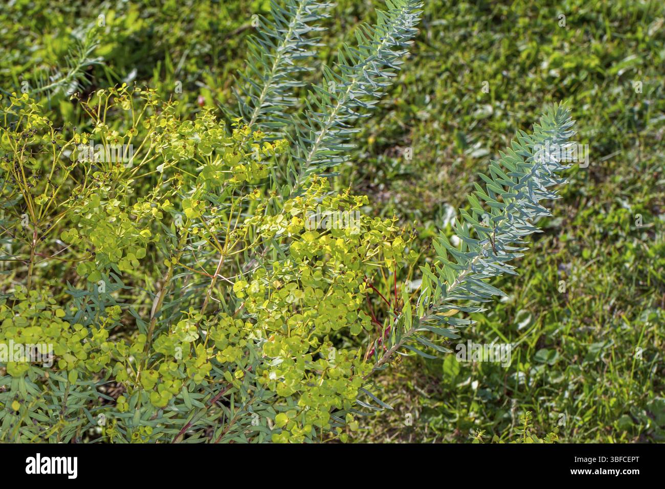 Steppe spurge (Euphorbia seguieriana Stock Photo - Alamy