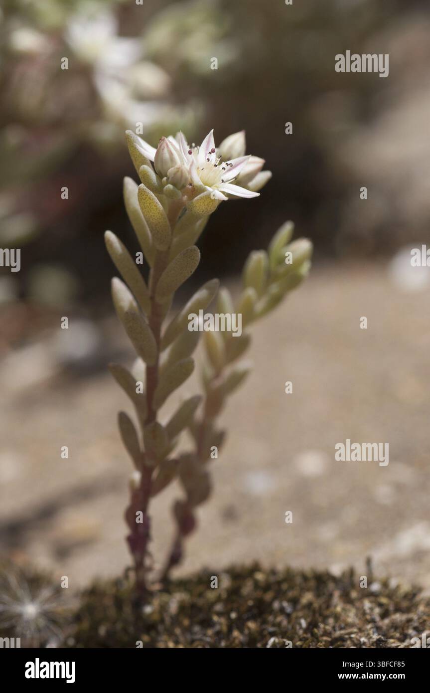 Spanish stonecrop (Sedum hispanicum Stock Photo - Alamy