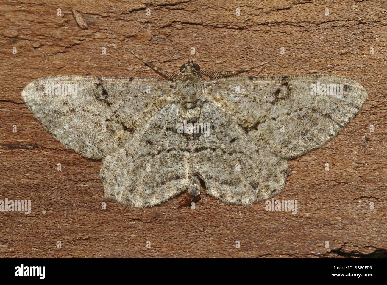 Rhomboid moth (Peribatodes rhomboidaria Stock Photo - Alamy