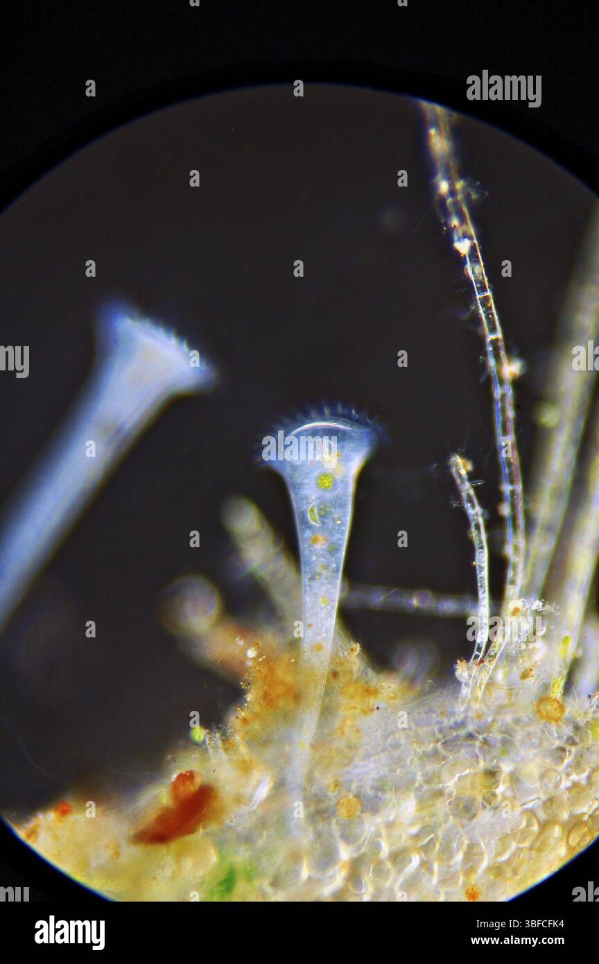 Field trumpet hi-res stock photography and images - Alamy