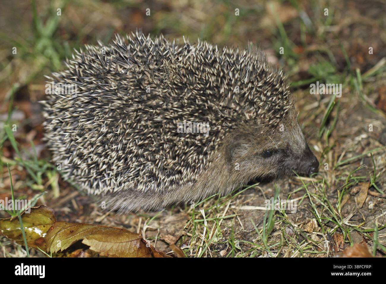 European hedgehog mammal animal hi-res stock photography and images - Alamy