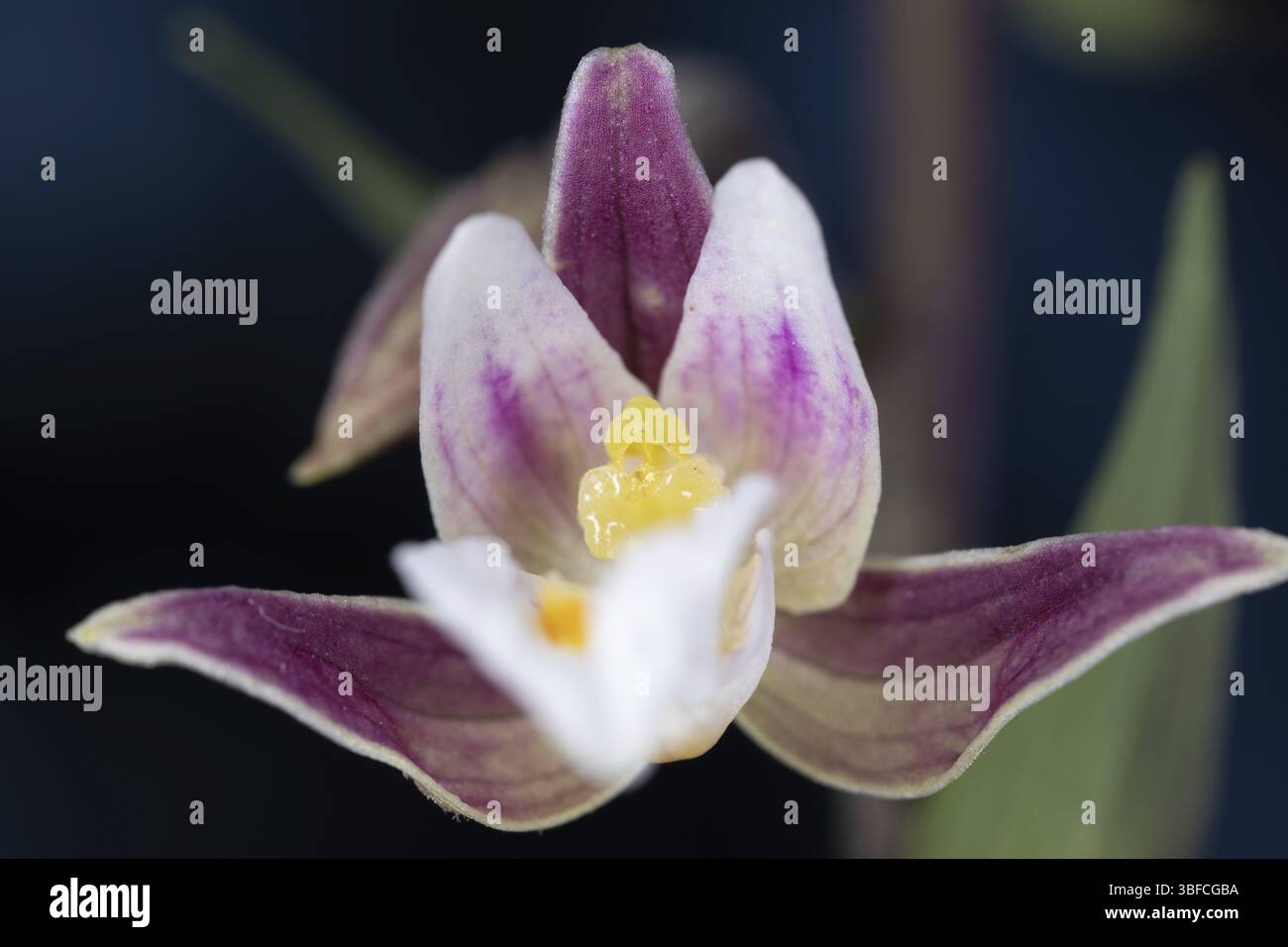Marsh helleborine (Epipactis palustris Stock Photo - Alamy