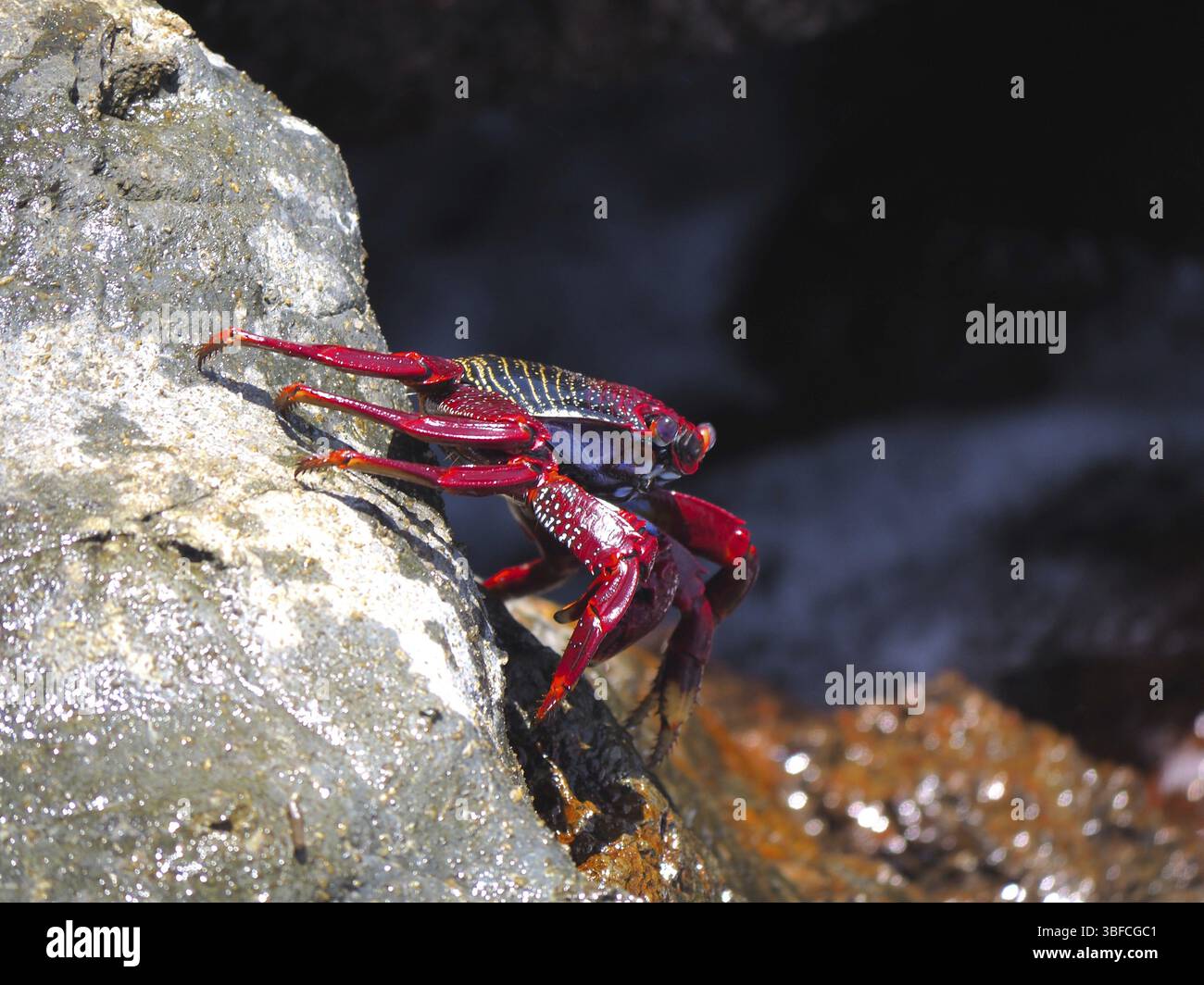 Grapsus adscensionis crustacean hi-res stock photography and images - Alamy