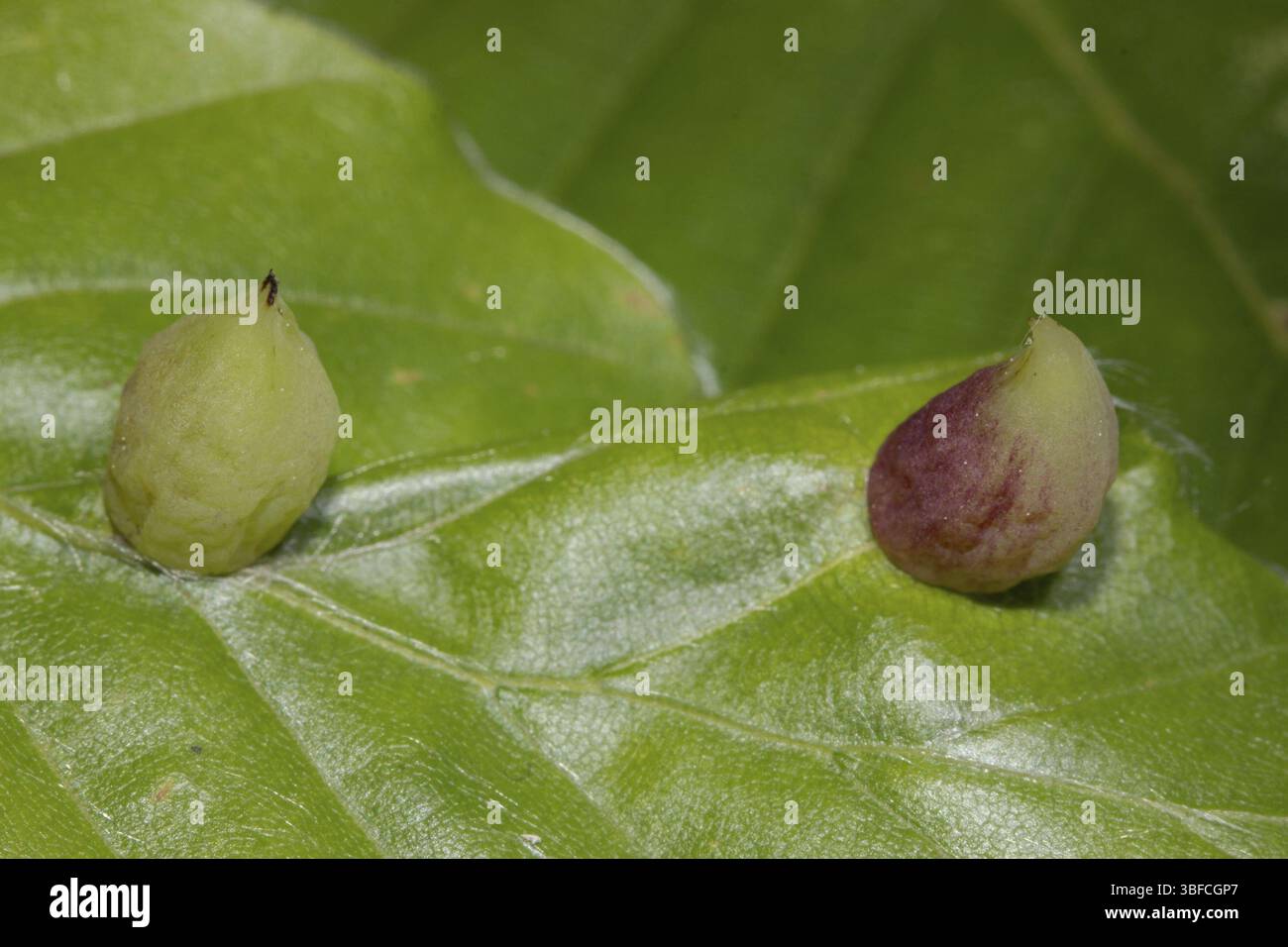 Beech gall midge (Mikiola fagi Stock Photo - Alamy