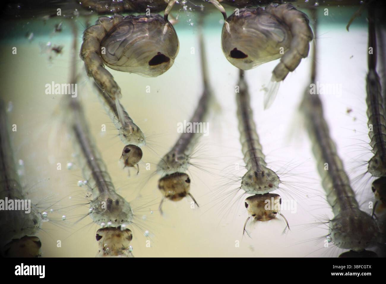 Mosquito - Larvae (Culicidae Stock Photo - Alamy