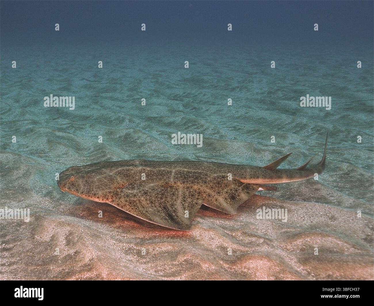 Angelshark (Squatina squatina Stock Photo - Alamy