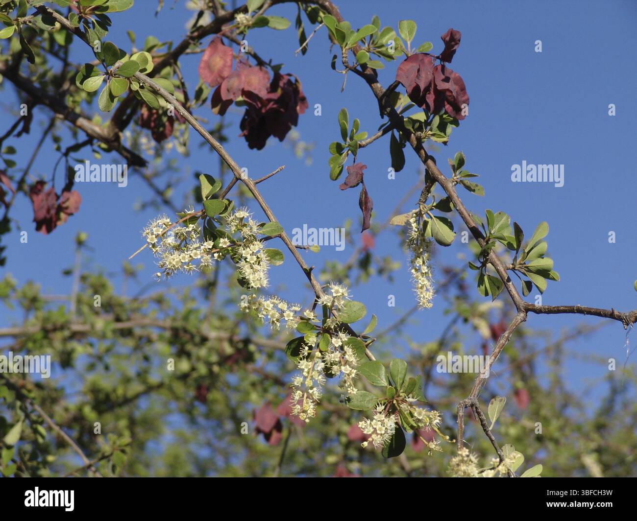 Terminalia catappa tree hi-res stock photography and images - Alamy