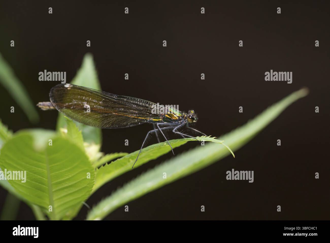 Blue-winged damselfly, female. (Calopteryx virgo Stock Photo - Alamy