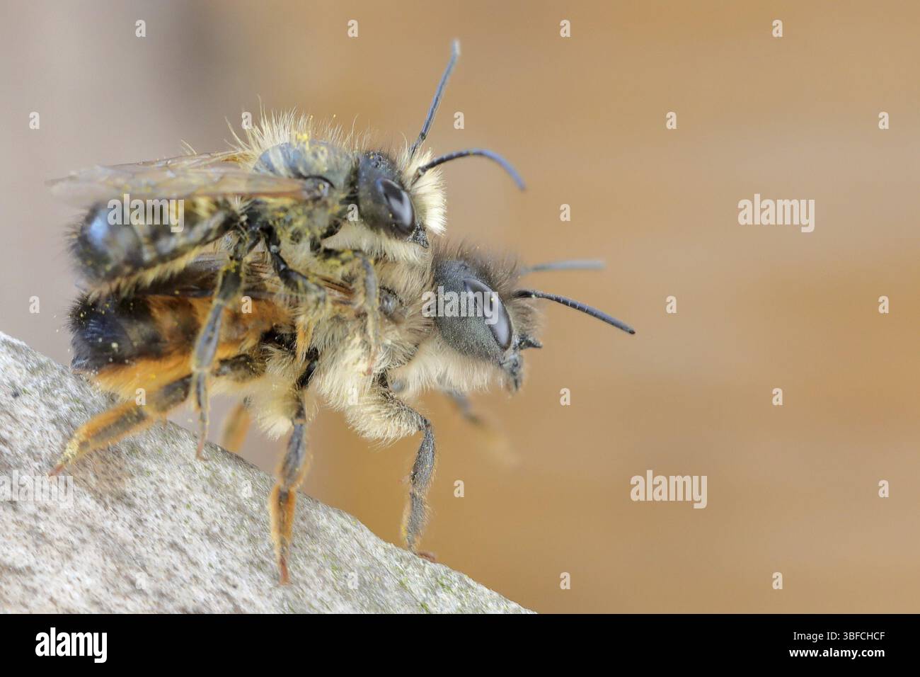 Red mason bees (Osmia bicornis Stock Photo - Alamy