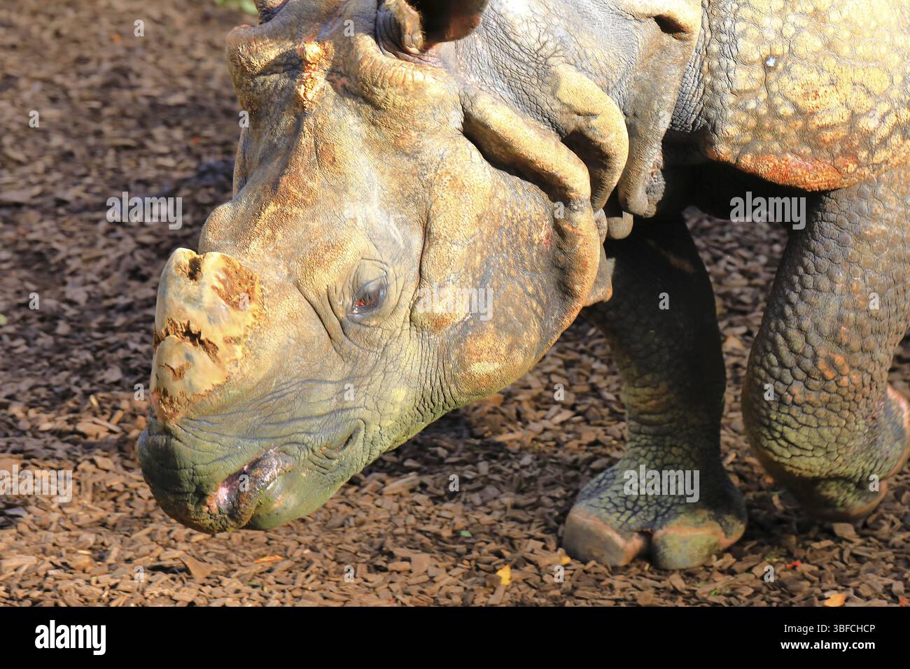 Indian rhinoceros (Rhinoceros unicornis Stock Photo - Alamy